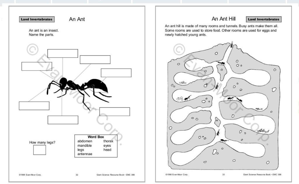 US Evan Moor Giant Science Resource Worksheets, Hobbies & Toys, Books ...