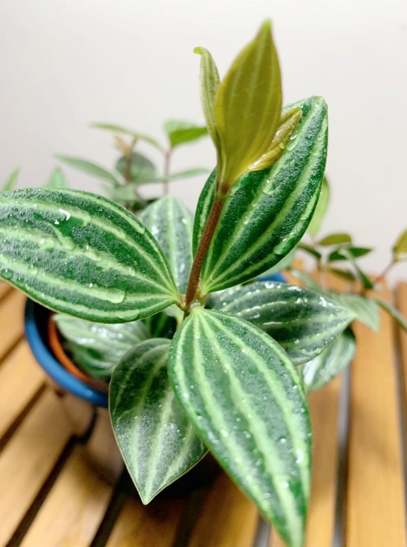 Parallel Peperomia Puteolata, Furniture & Home Living, Gardening ...