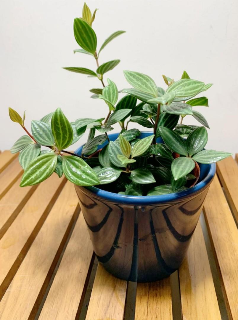 Parallel Peperomia Puteolata, Furniture & Home Living, Gardening ...