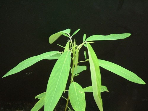 Dancing Plant seeds, Furniture & Home Living, Gardening, Plants & Seeds ...