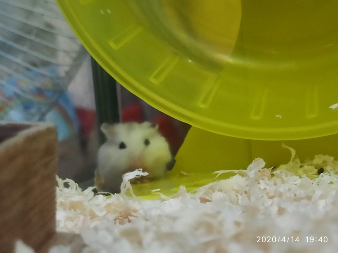 Hamster Roborovski Husky White Face Good Quality, Perlengkapan Hewan ...