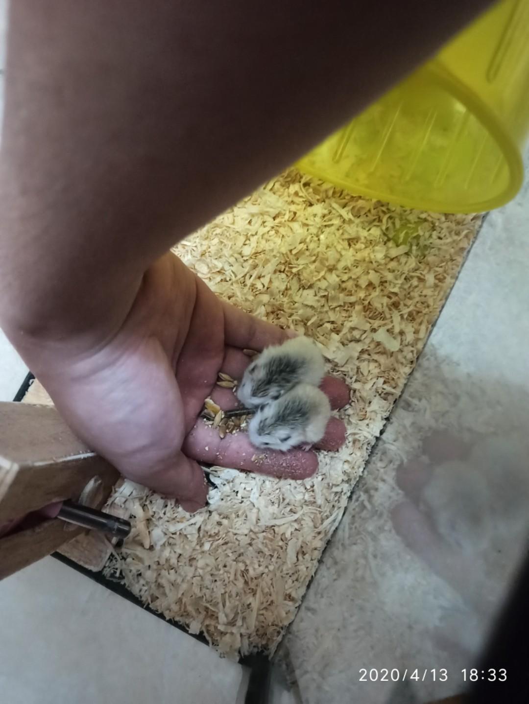 Hamster Roborovski Husky White Face Good Quality, Perlengkapan Hewan ...