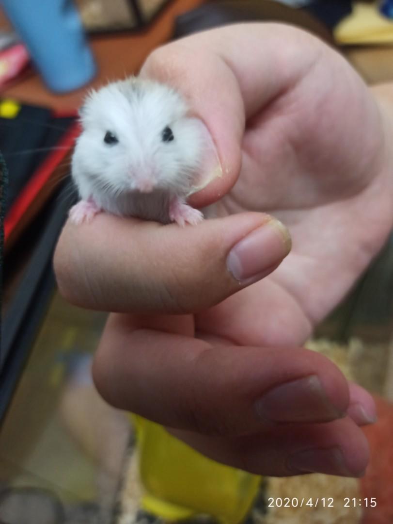 Hamster Roborovski Husky White Face Good Quality, Perlengkapan Hewan ...