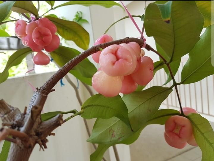 Jambu Rose Apple Java Apple Potted Garden Plant, Furniture & Home ...