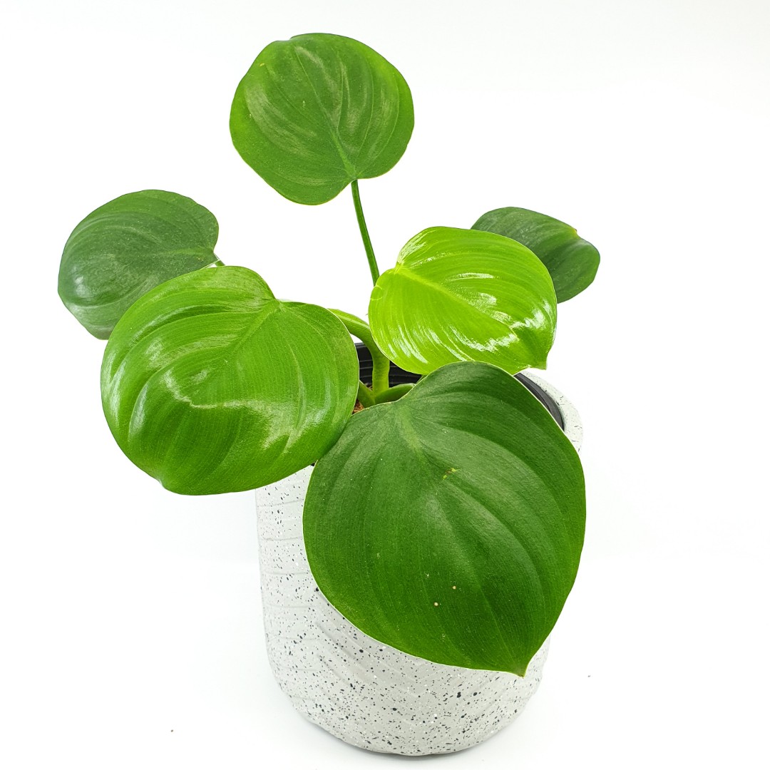 Philodendron eximium, Furniture & Home Living, Gardening, Plants ...