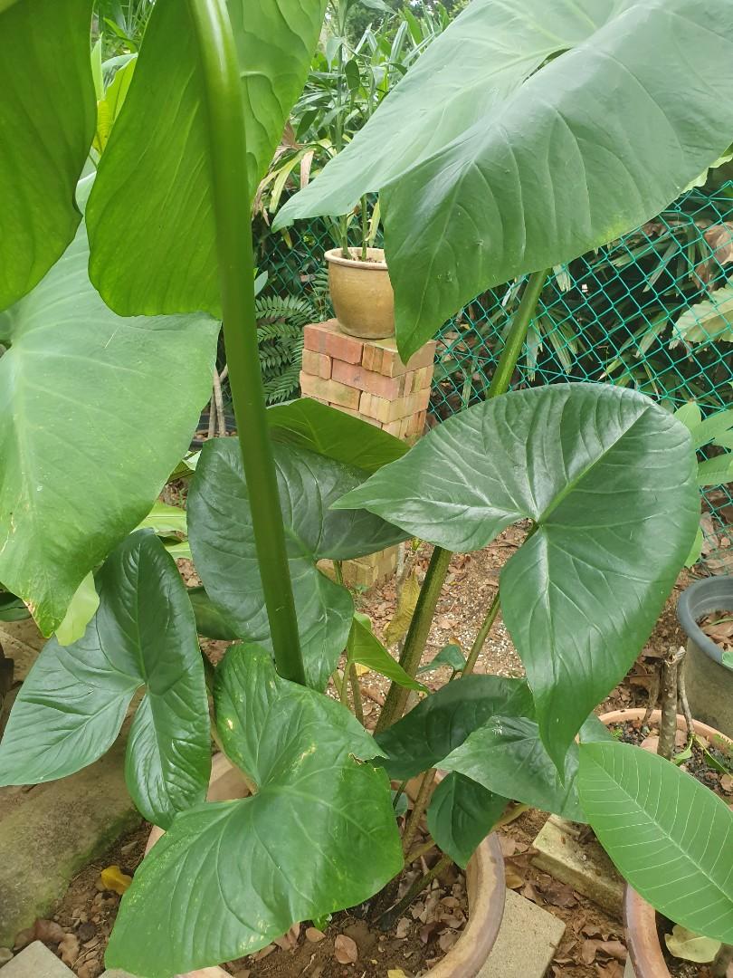 Cyrtosperma merkusii (swamp taro), Furniture & Home Living, Gardening ...