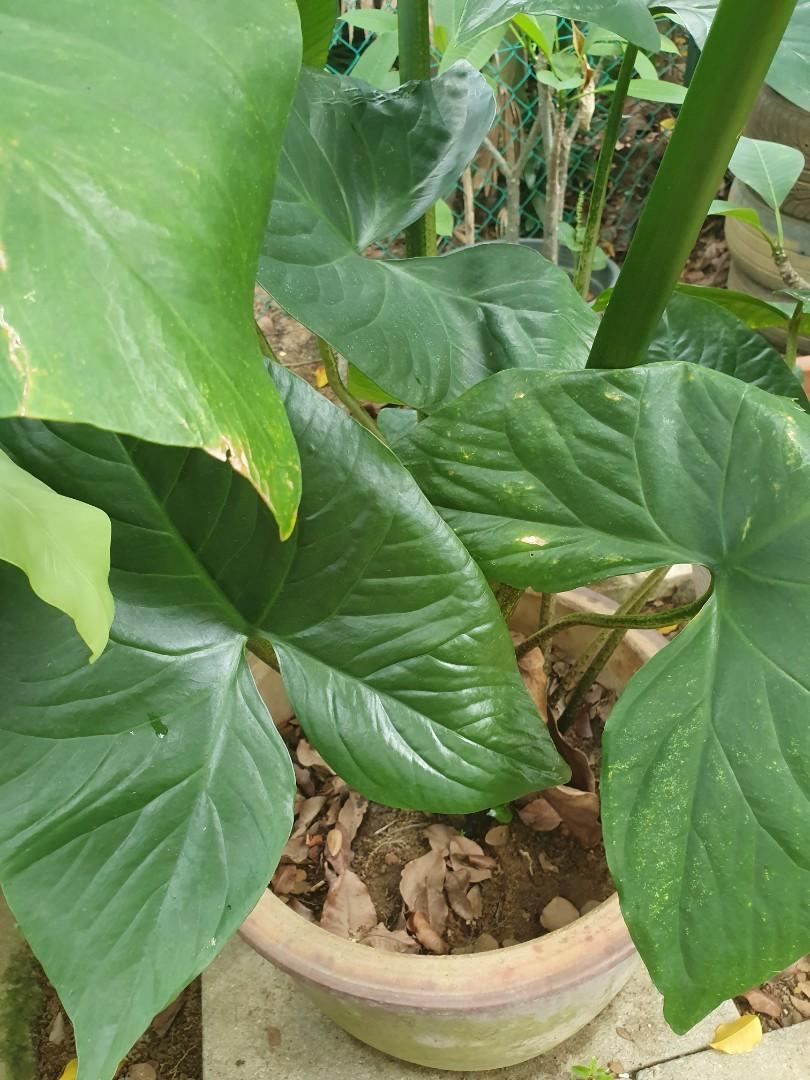 Cyrtosperma merkusii (swamp taro), Furniture & Home Living, Gardening ...