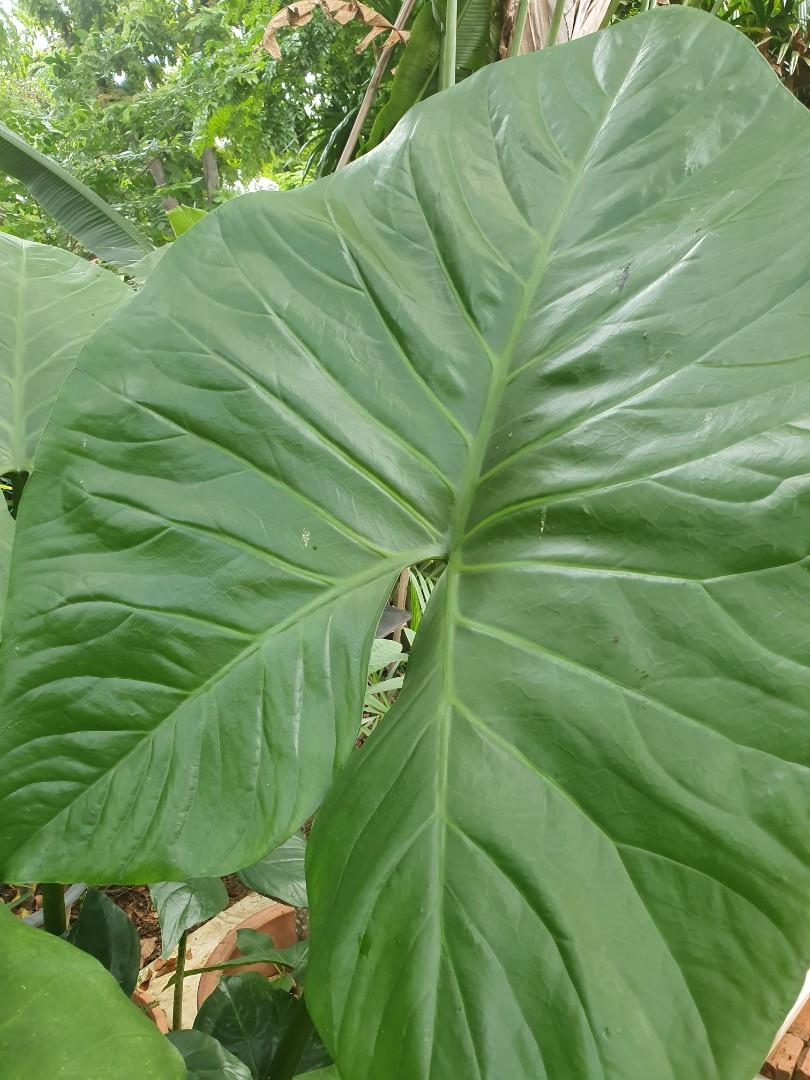 Cyrtosperma merkusii (swamp taro), Furniture & Home Living, Gardening ...