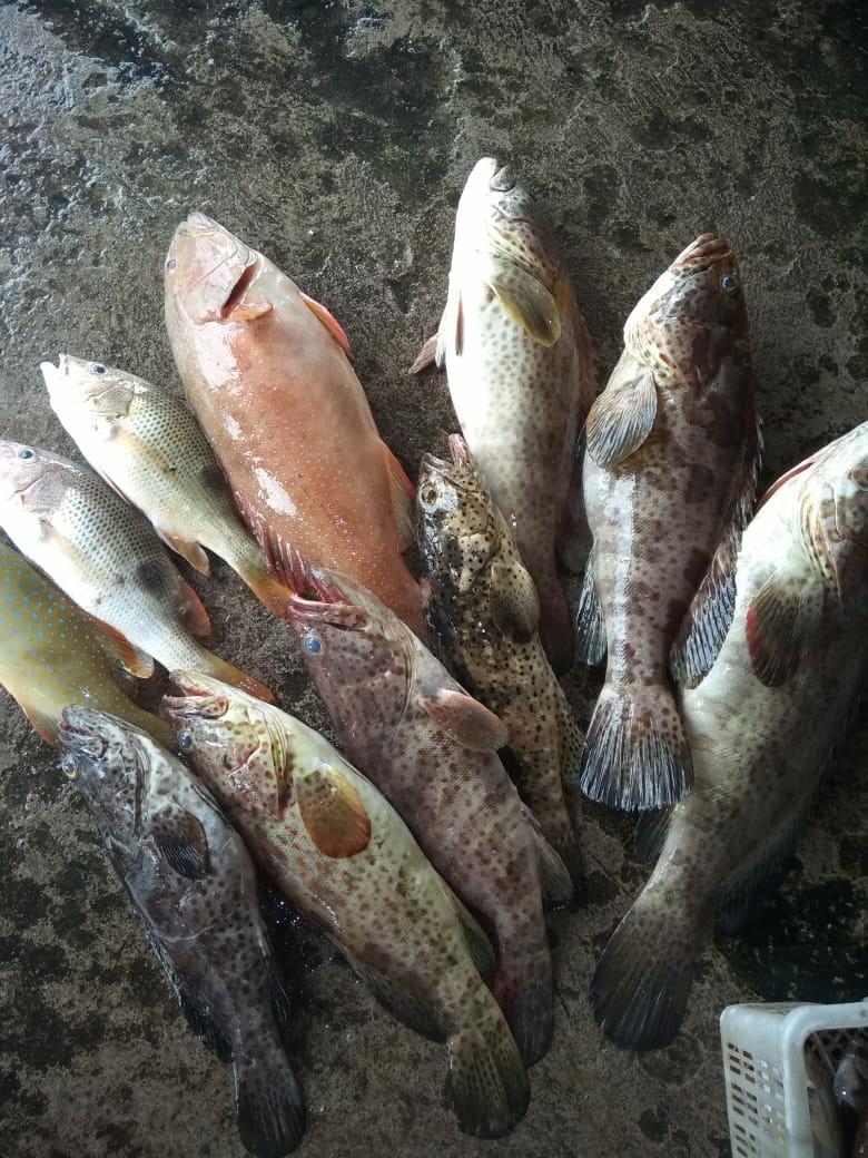 Boneless fish fillet @$10, Food & Drinks, Chilled & Frozen Food on ...