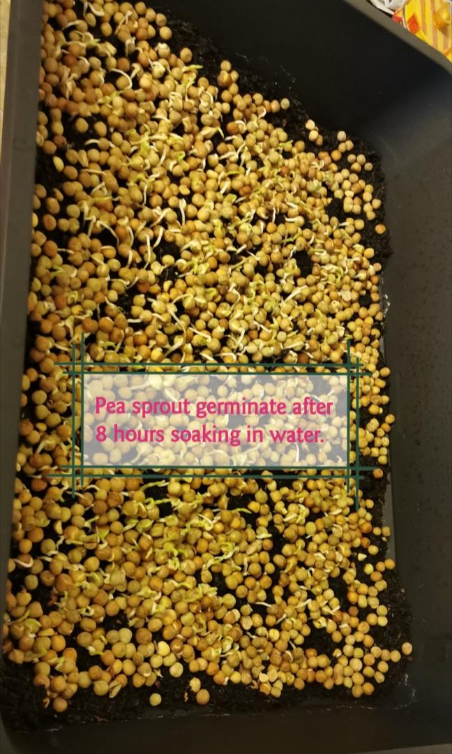 Maple Pea Sprout（豆苗）seeds, Furniture & Home Living, Gardening, Plants ...