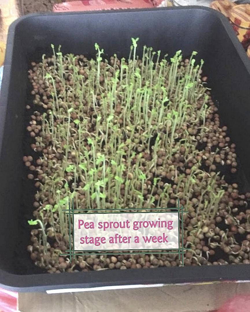 Maple Pea Sprout（豆苗）seeds, Furniture & Home Living, Gardening, Plants ...