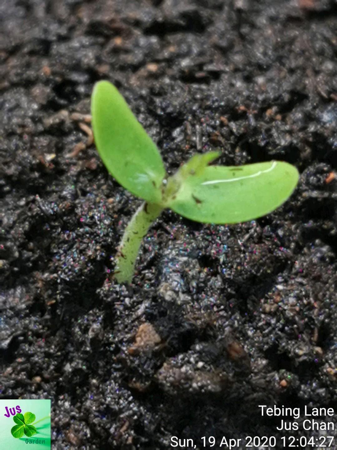 Dancing Plant seeds, Furniture & Home Living, Gardening, Plants & Seeds ...