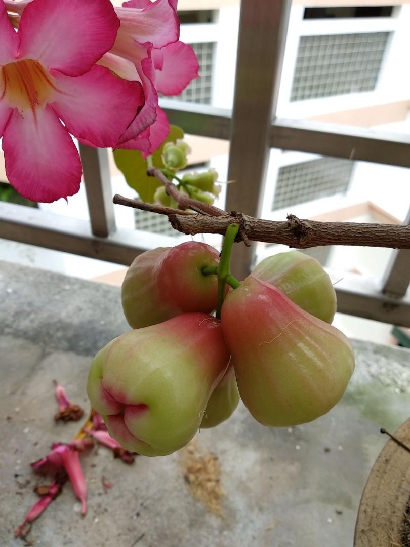 Jambu Rose Apple Java Apple Potted Garden Plant, Furniture & Home ...