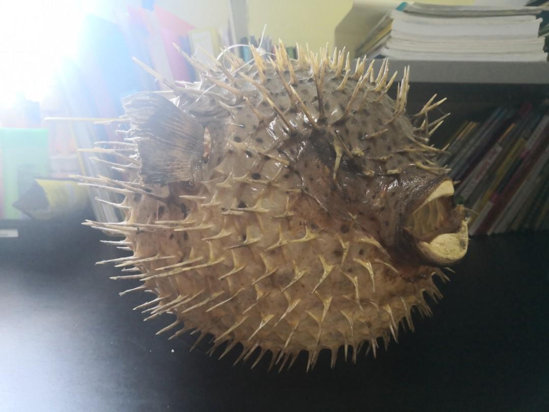 Puffer fish Ballon, Hobbies & Toys, Stationery & Craft, Occasions ...