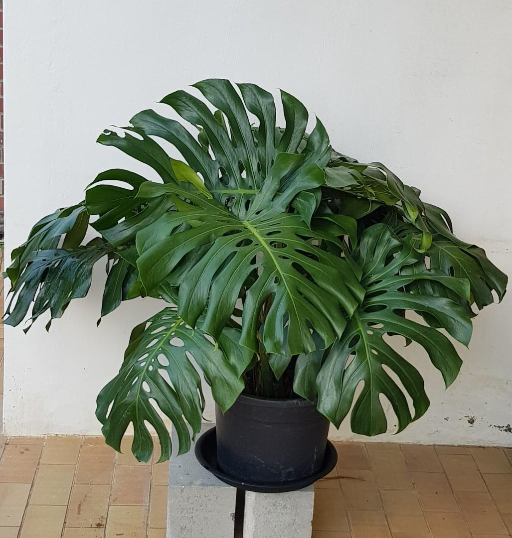 Giant Monstera Deliciosa, Furniture & Home Living, Gardening, Plants ...