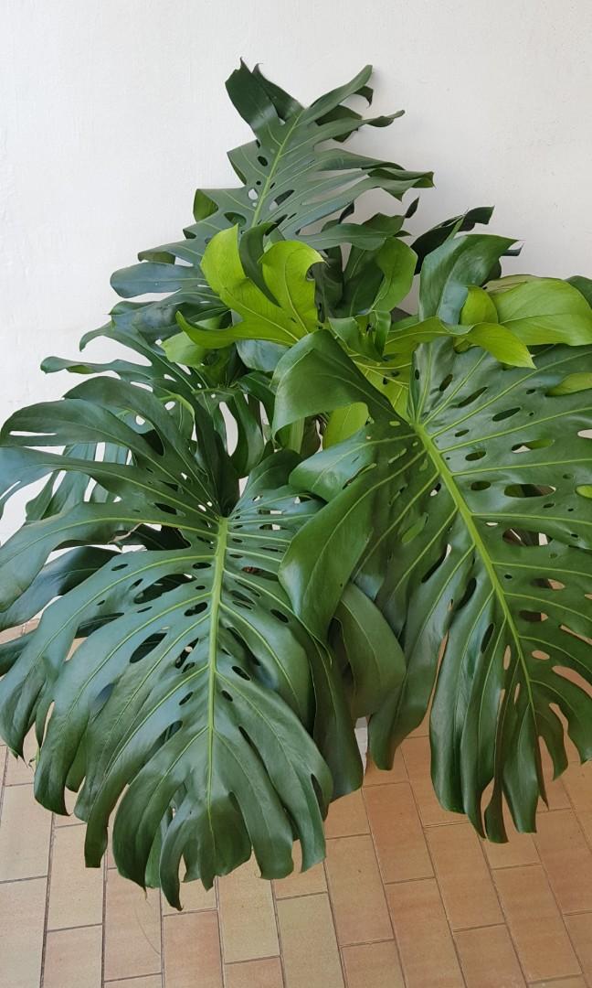 Monster Monstera Deliciosa :D, Furniture & Home Living, Gardening ...
