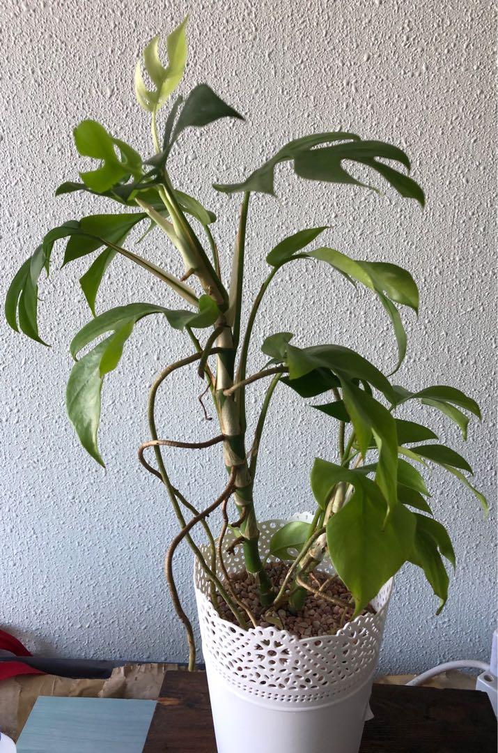 Monstera Minima (Philodendron Tetrasperma Minima), Furniture & Home ...