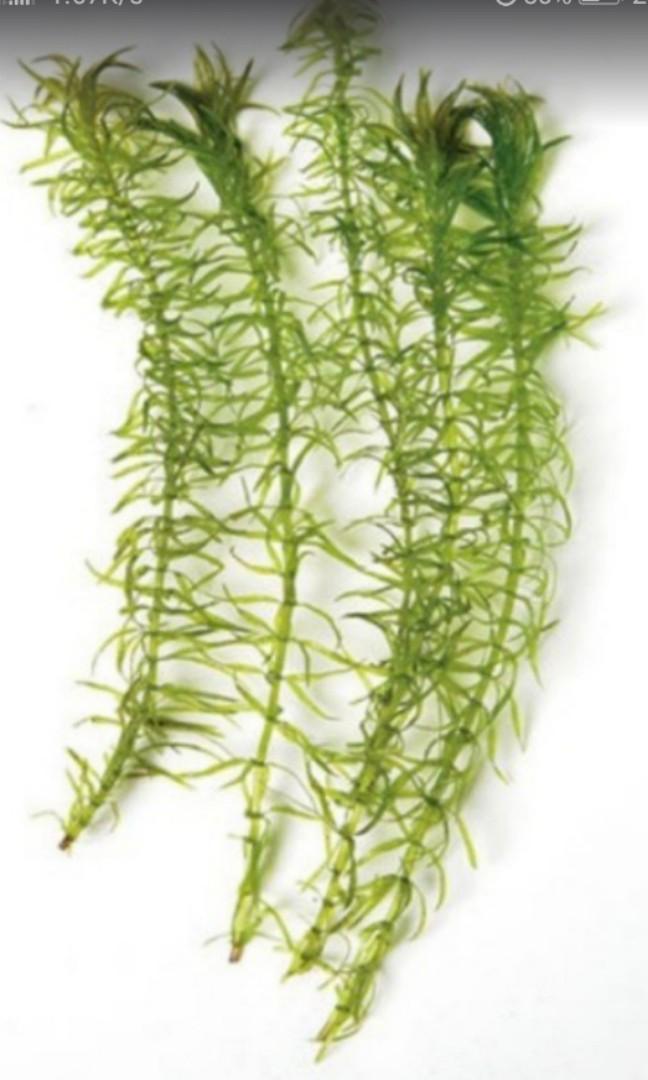 Aquarium fish Water plant :Elodea / Anacharis plant, Pet Supplies, For ...