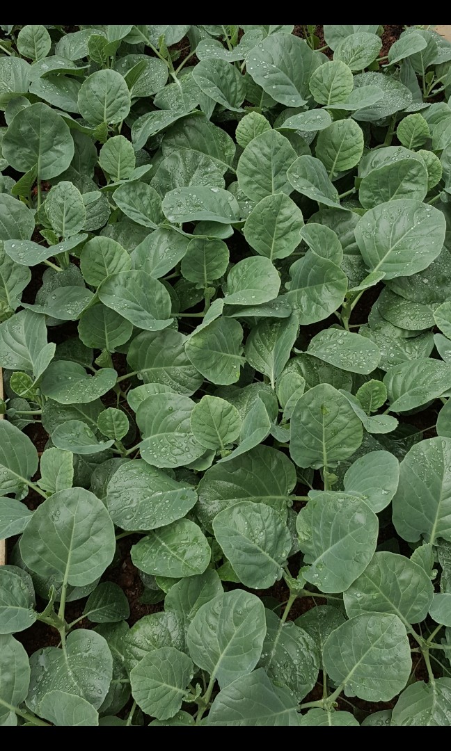 Seeds Kai Lan 芥兰 Jie Lan Chinese Kale Urban Farming Vegetables Garden ...