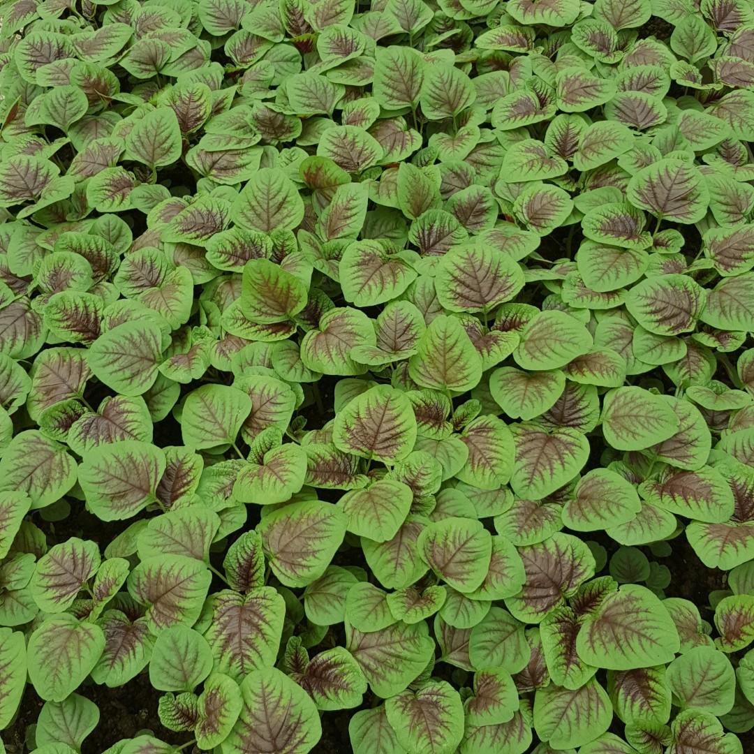 Seeds Red Spinach Bayam 苋菜 Amaranth Heng Cai Urban Farming Vegetables ...