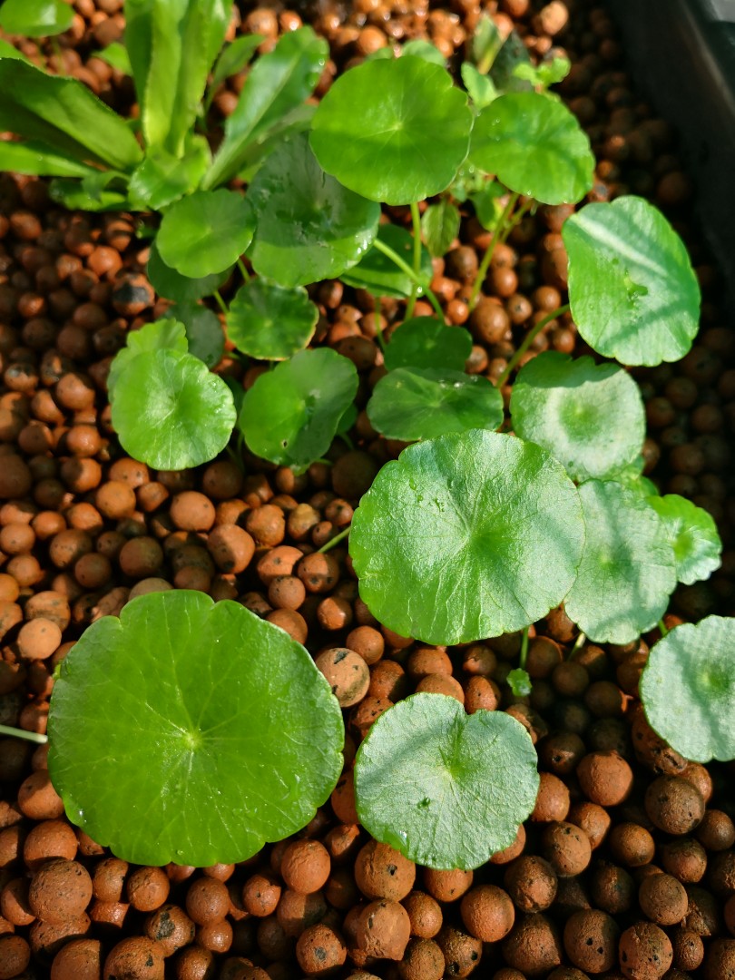Indian Pennywort *hydroponically grown* for Home Remedying, Furniture ...