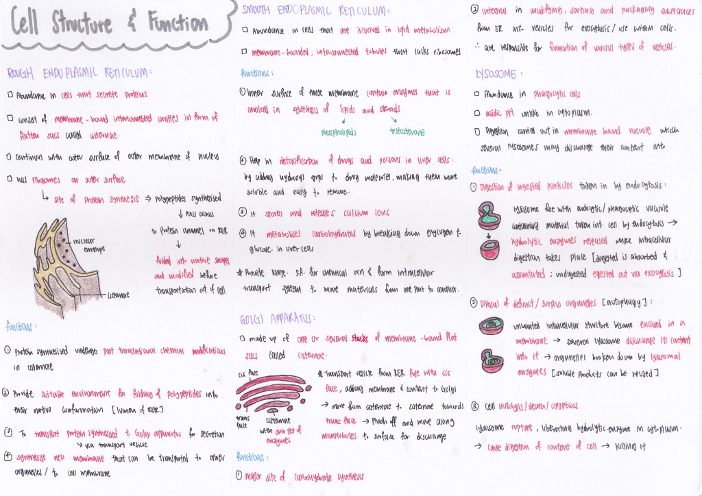 Handwritten A Level H2 Biology Notes, Hobbies & Toys, Books & Magazines ...