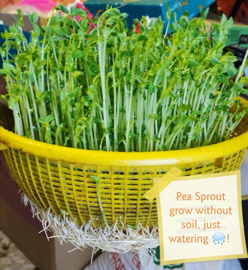 Maple Pea Sprout（豆苗）seeds, Furniture & Home Living, Gardening, Plants & Seeds on Carousell