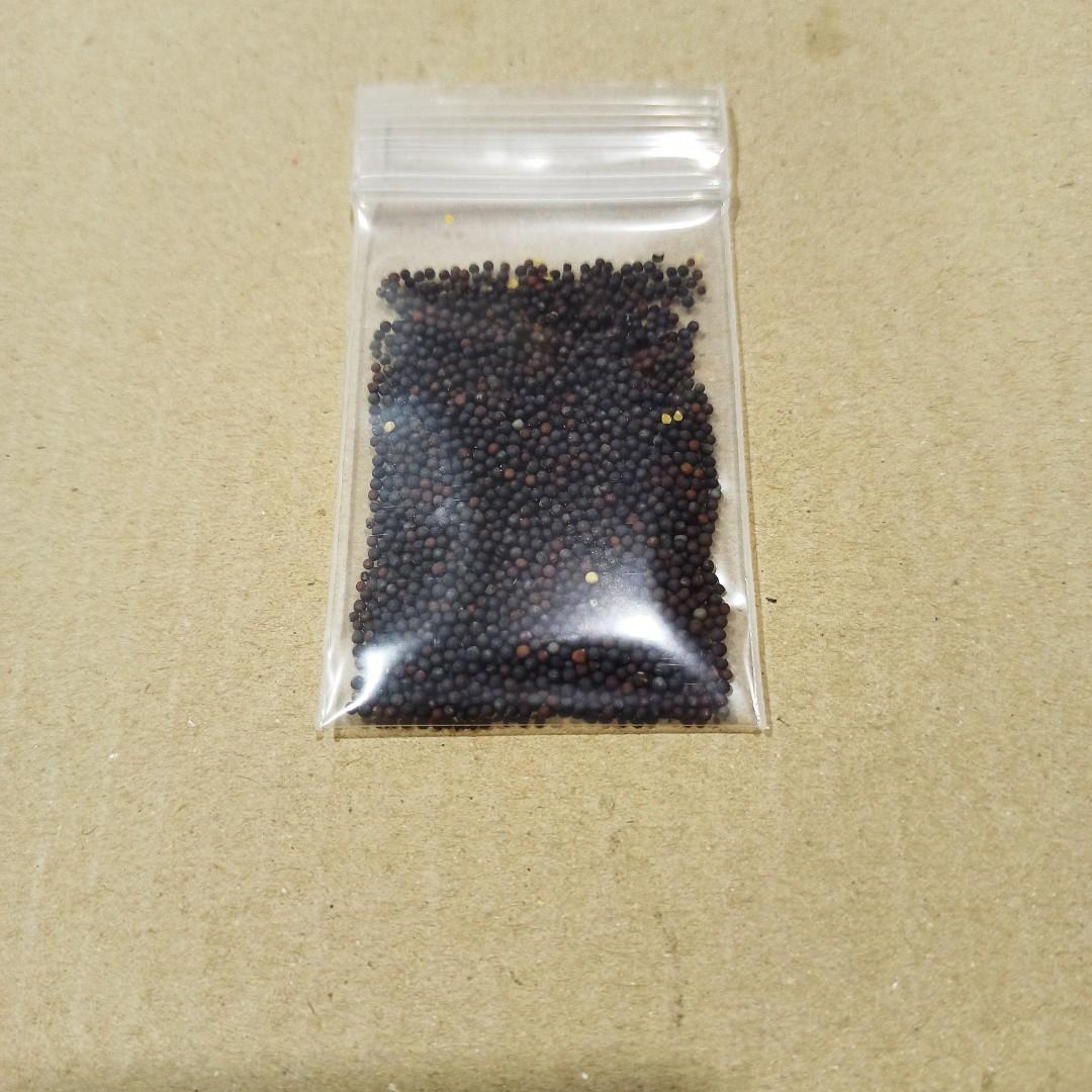 Chye sim seeds (5g) *LAST PACK*, Furniture & Home Living, Gardening ...