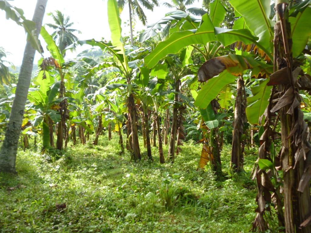 90000sqm,Clean Titel Taguan-Misong,Pola,Oriental Mindoro , Property ...