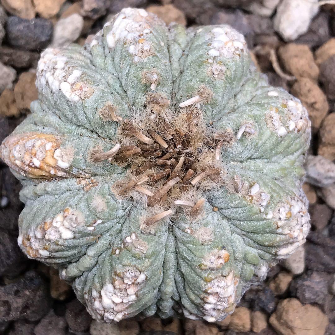 Aztekium Ritteri (video available), Furniture & Home Living, Gardening ...