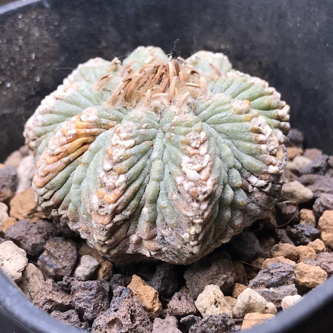 Aztekium Ritteri (video available), Furniture & Home Living, Gardening ...