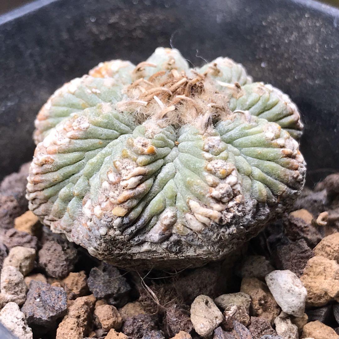 Aztekium Ritteri (video available), Furniture & Home Living, Gardening ...