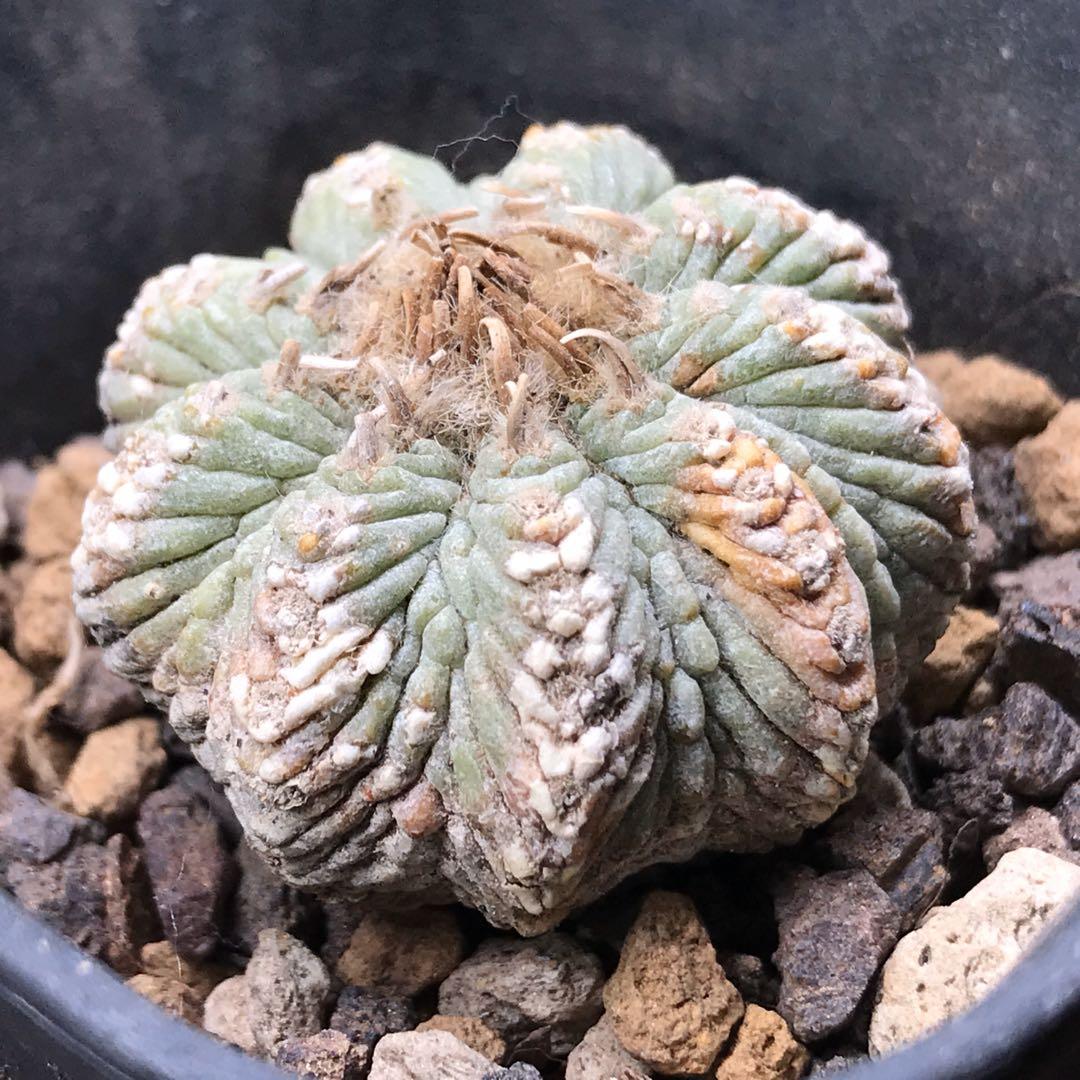 Aztekium Ritteri (video available), Furniture & Home Living, Gardening ...