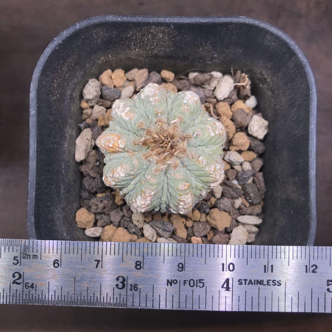 Aztekium Ritteri (video available), Furniture & Home Living, Gardening ...