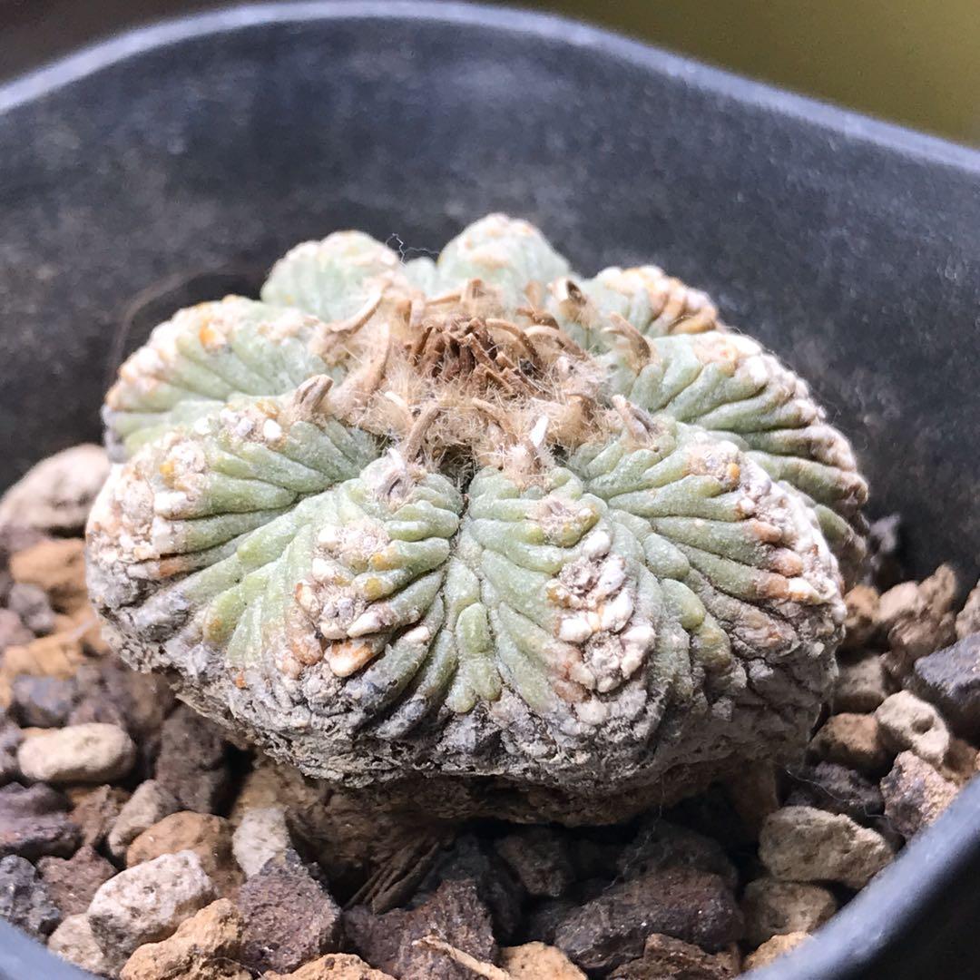 Aztekium Ritteri (video available), Furniture & Home Living, Gardening ...