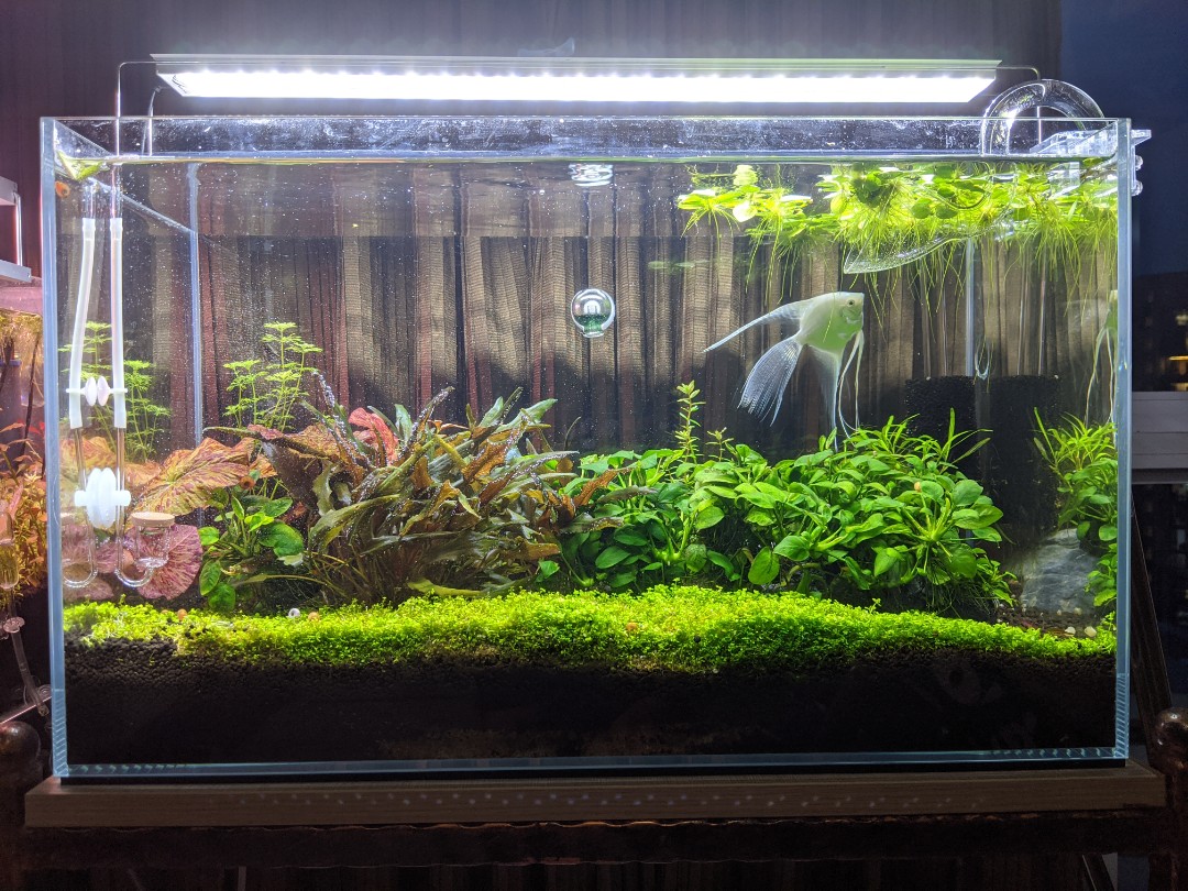 Crystal fish Tank Set, Pet Supplies, Homes & Other Pet Accessories on ...