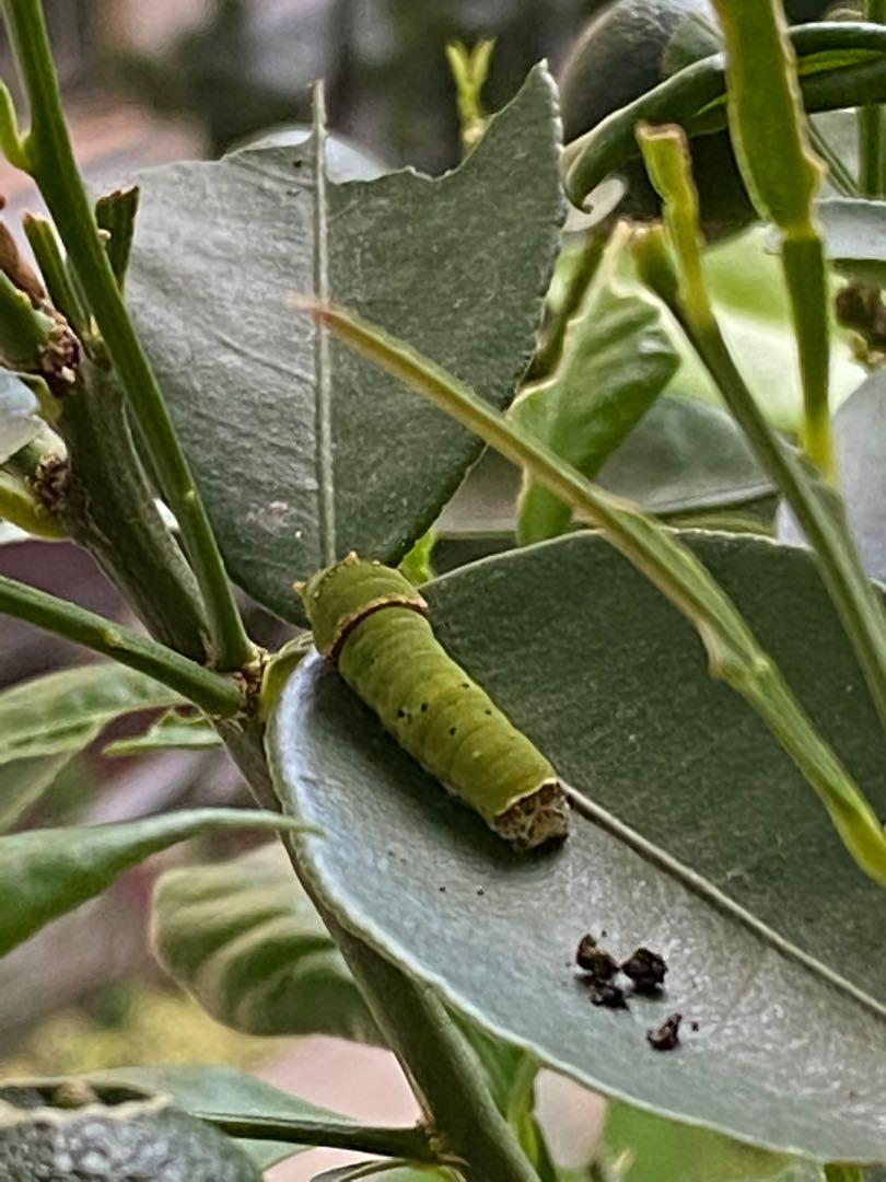 Lime tree caterpillar or pupa, Furniture & Home Living, Gardening ...