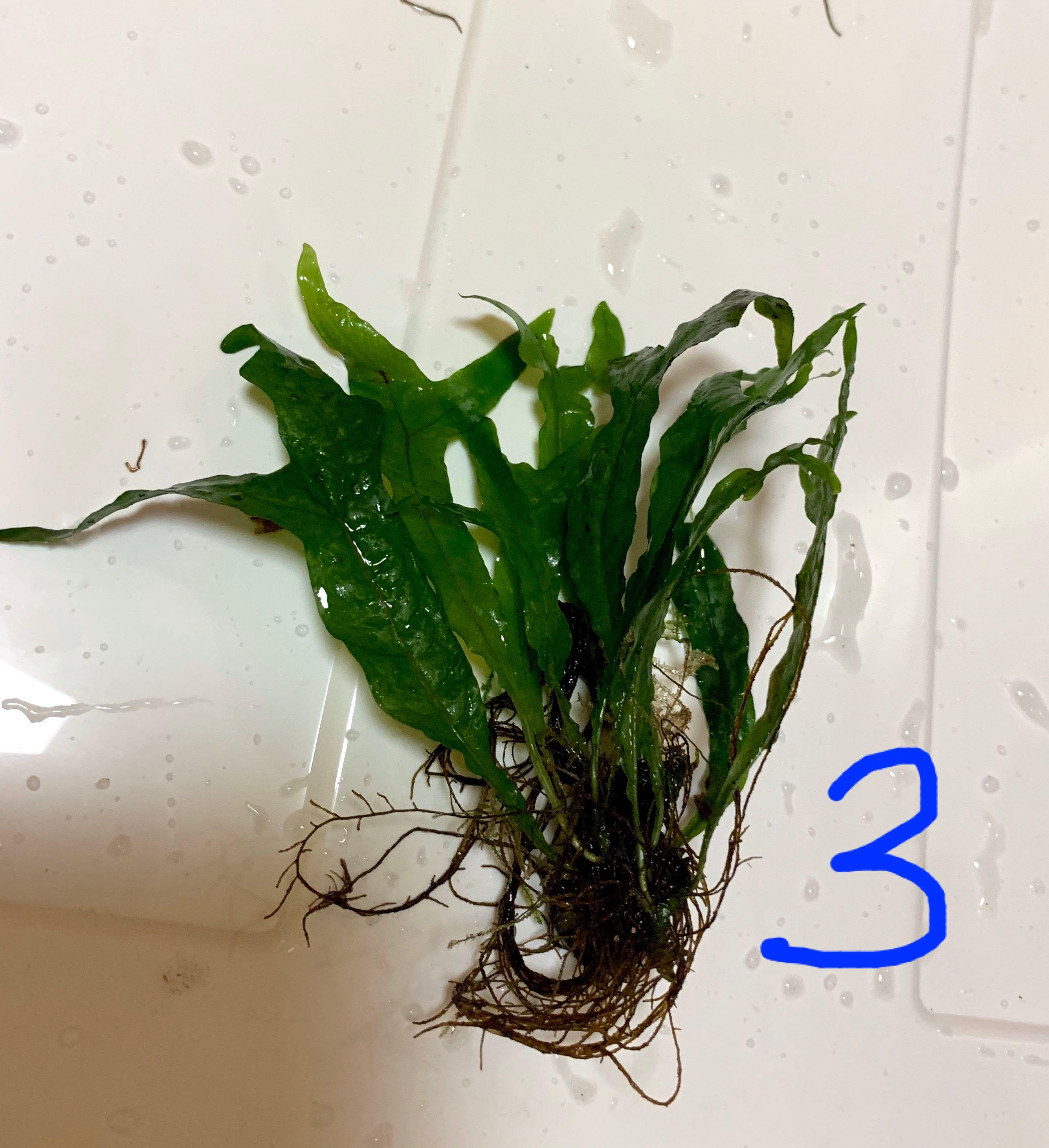 RARE Java Fern “Thor’s Hammer”, Pet Supplies, For Fish, Fish Tanks on ...