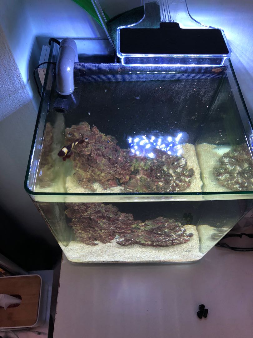 Marine nano fish tank set with nemo that cost me $50, Pet Supplies, For ...