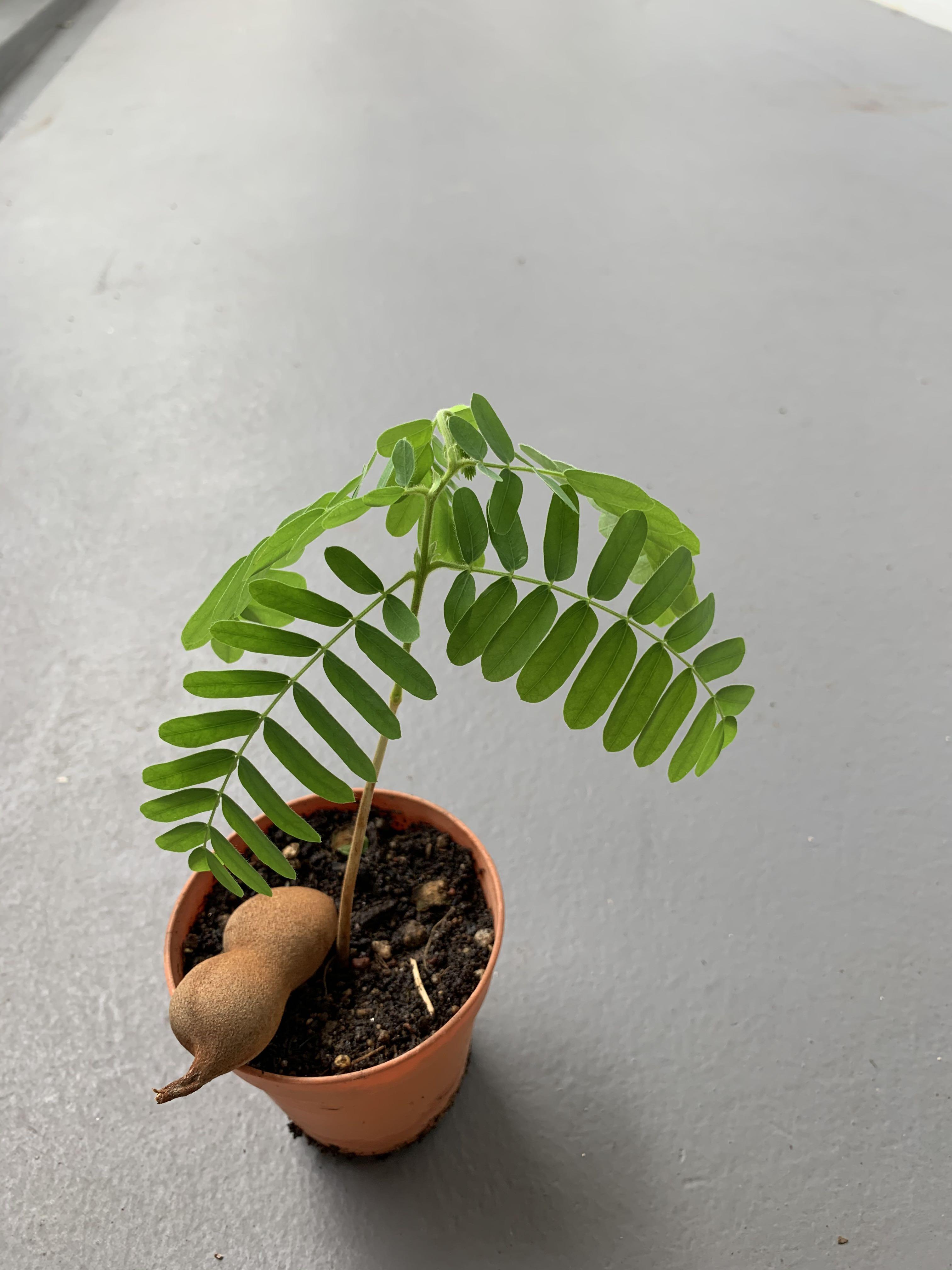 Tamarind tree sapling - Assam tree, Furniture & Home Living, Gardening ...