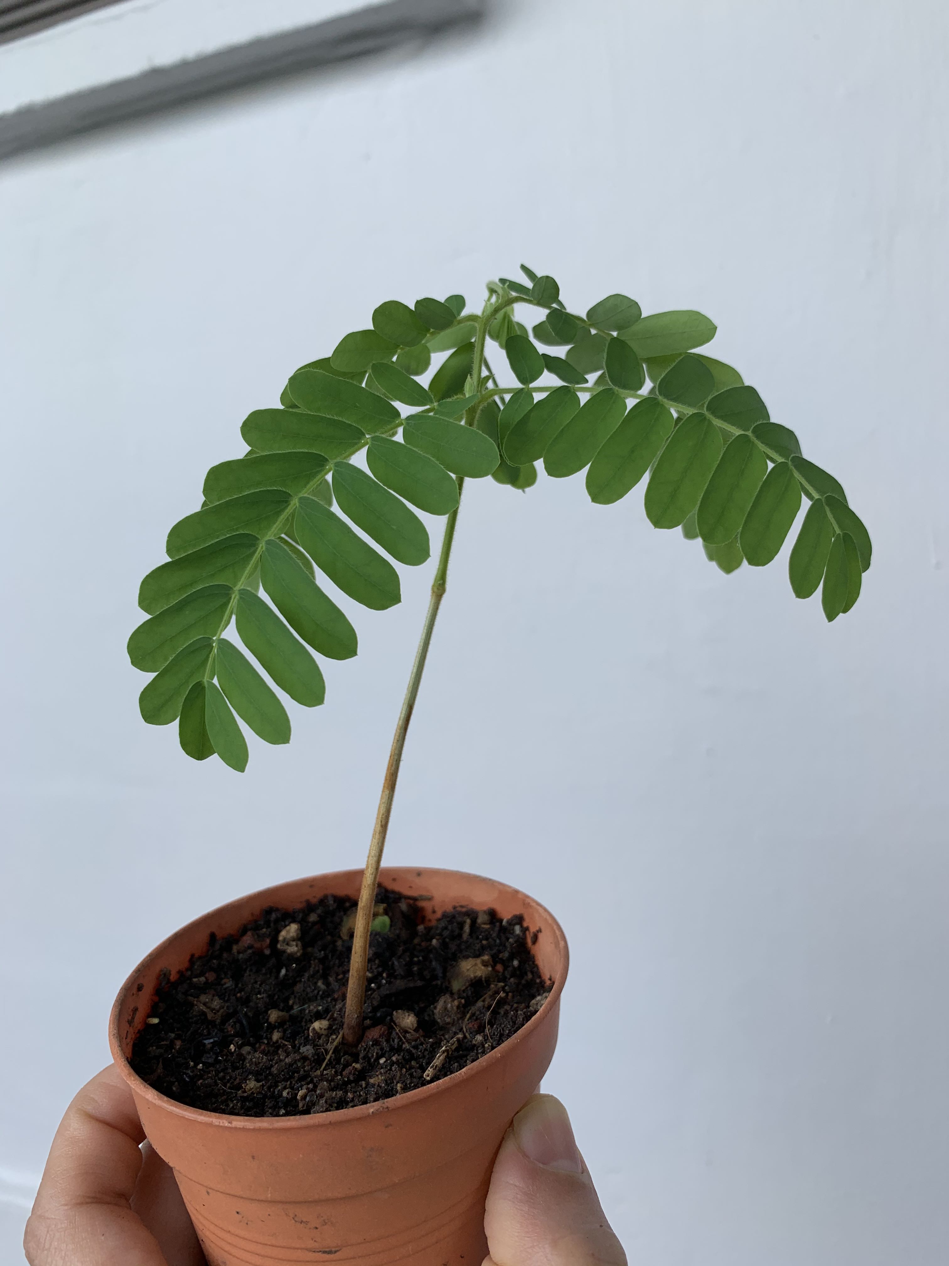 Tamarind tree sapling - Assam tree, Furniture & Home Living, Gardening ...
