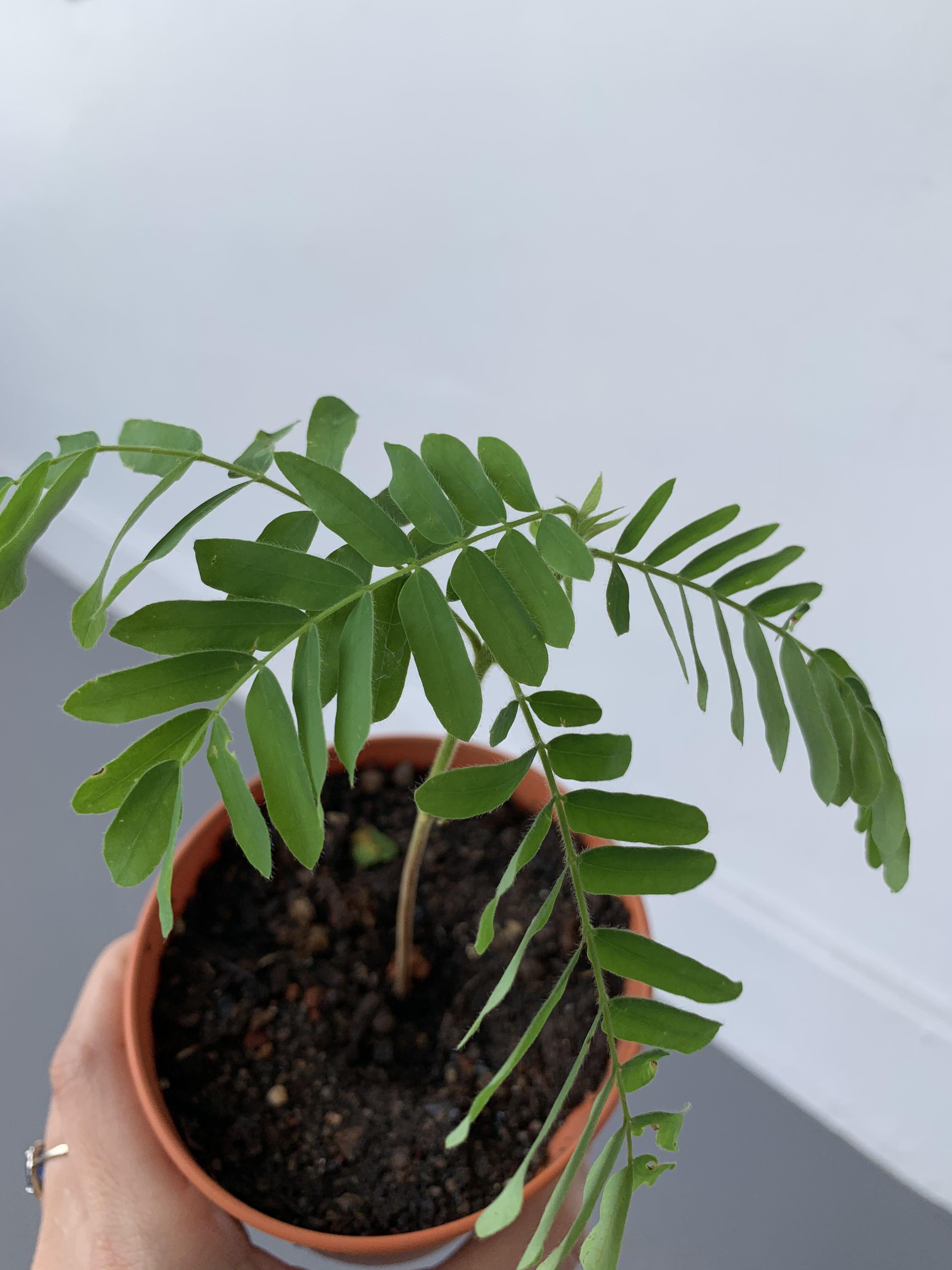 Tamarind tree sapling - Assam tree, Furniture & Home Living, Gardening ...