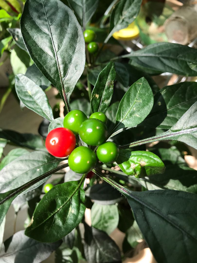 Black Pearl chilli seeds/pods, Furniture & Home Living, Gardening ...