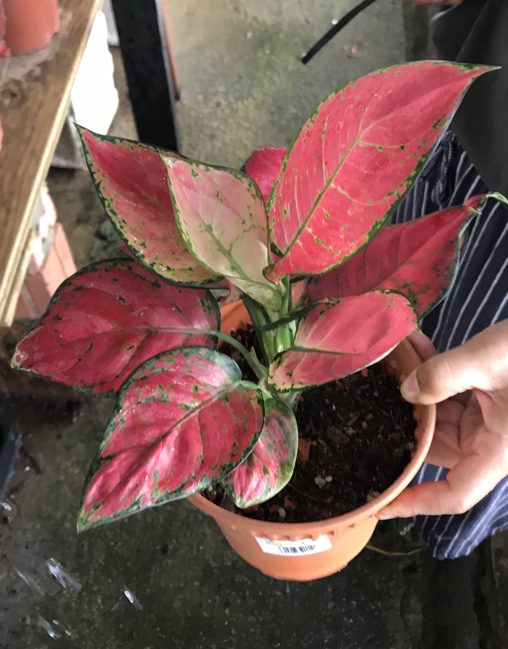 Dieffenbachia (Dumbcane Red), Furniture & Home Living, Gardening ...