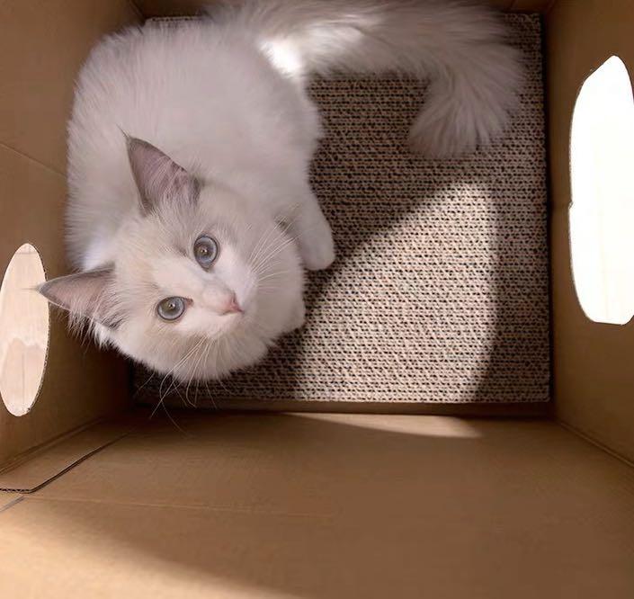 Milk Carton Cat Scratcher, Pet Supplies, For Cats, Cat Accessories on ...