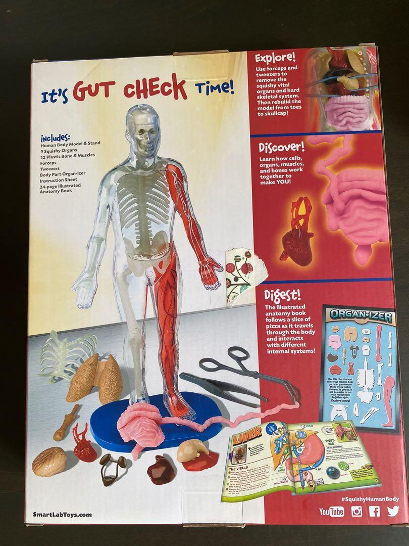 Brand new Smart lab squishy human body toy, Hobbies & Toys, Toys ...