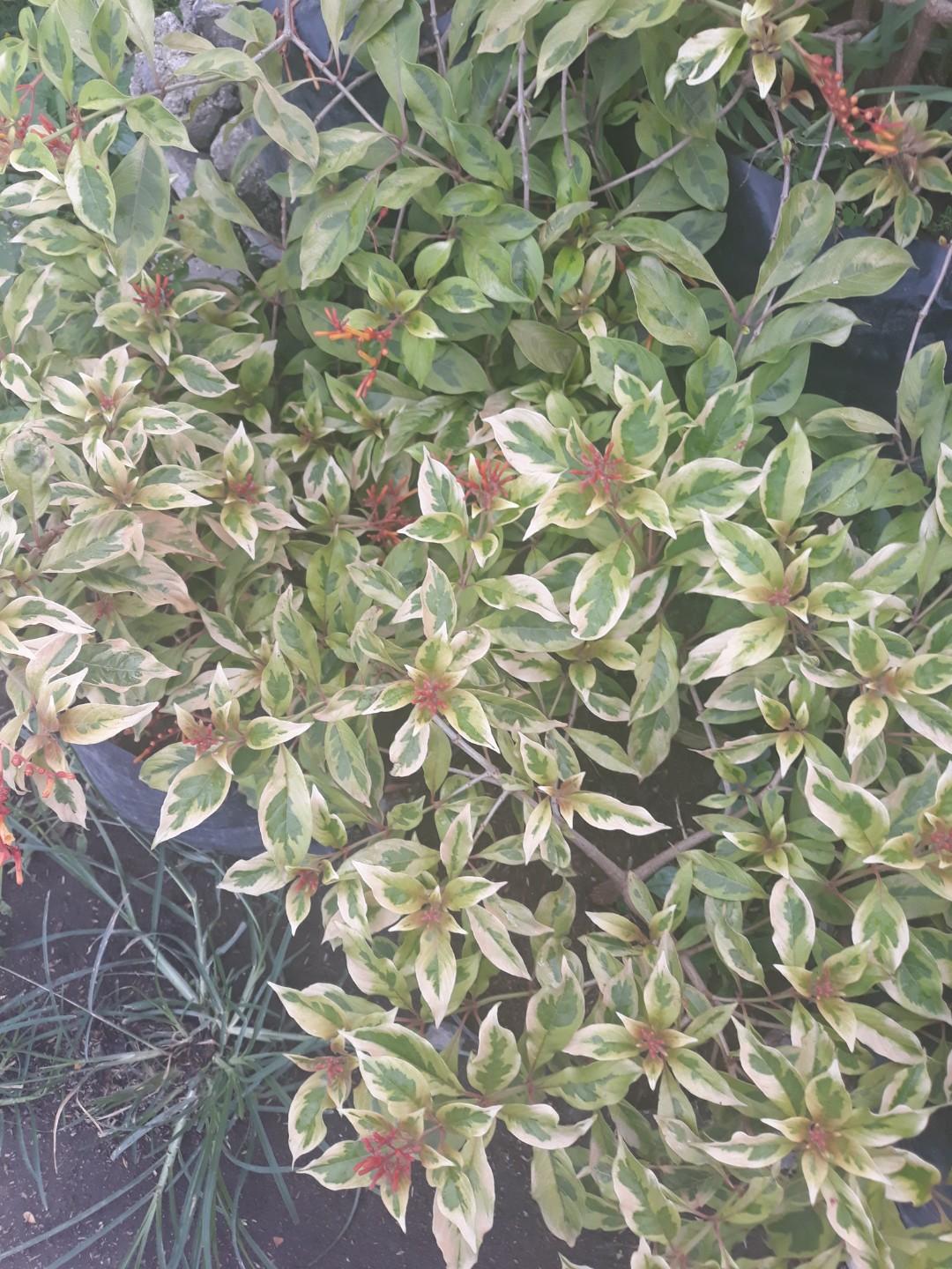 Don manuel, Furniture & Home Living, Gardening, Plants & Seeds on Carousell