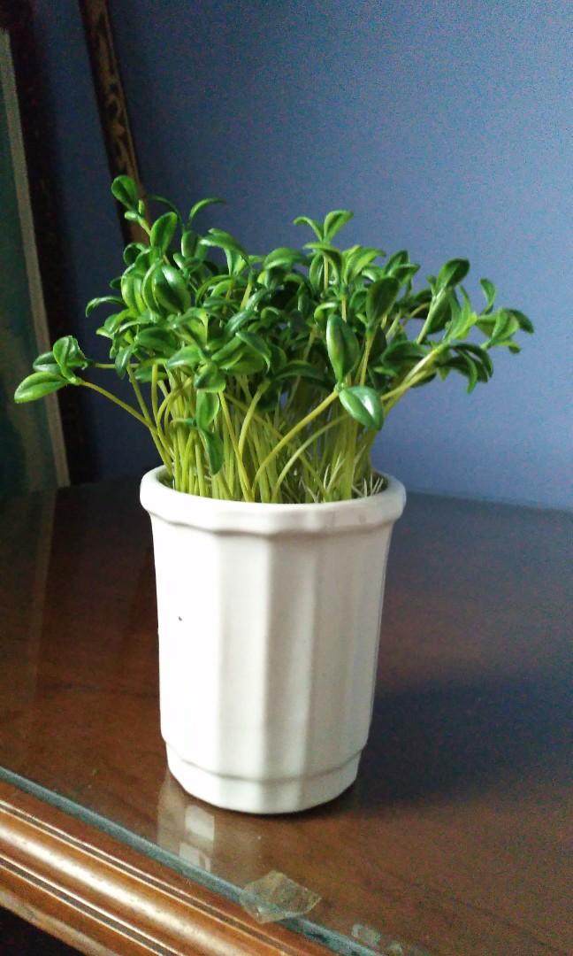 Pot Bunga, Perabotan Rumah di Carousell