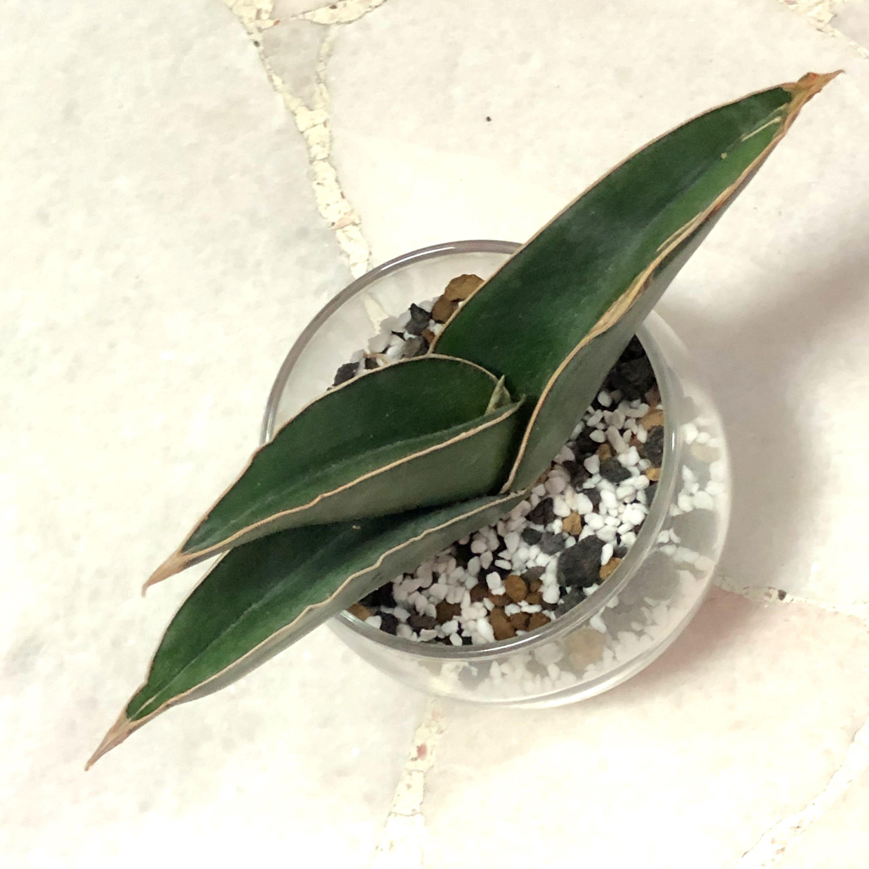 Rare Sansevieria Somalia Blue, Furniture & Home Living, Gardening ...