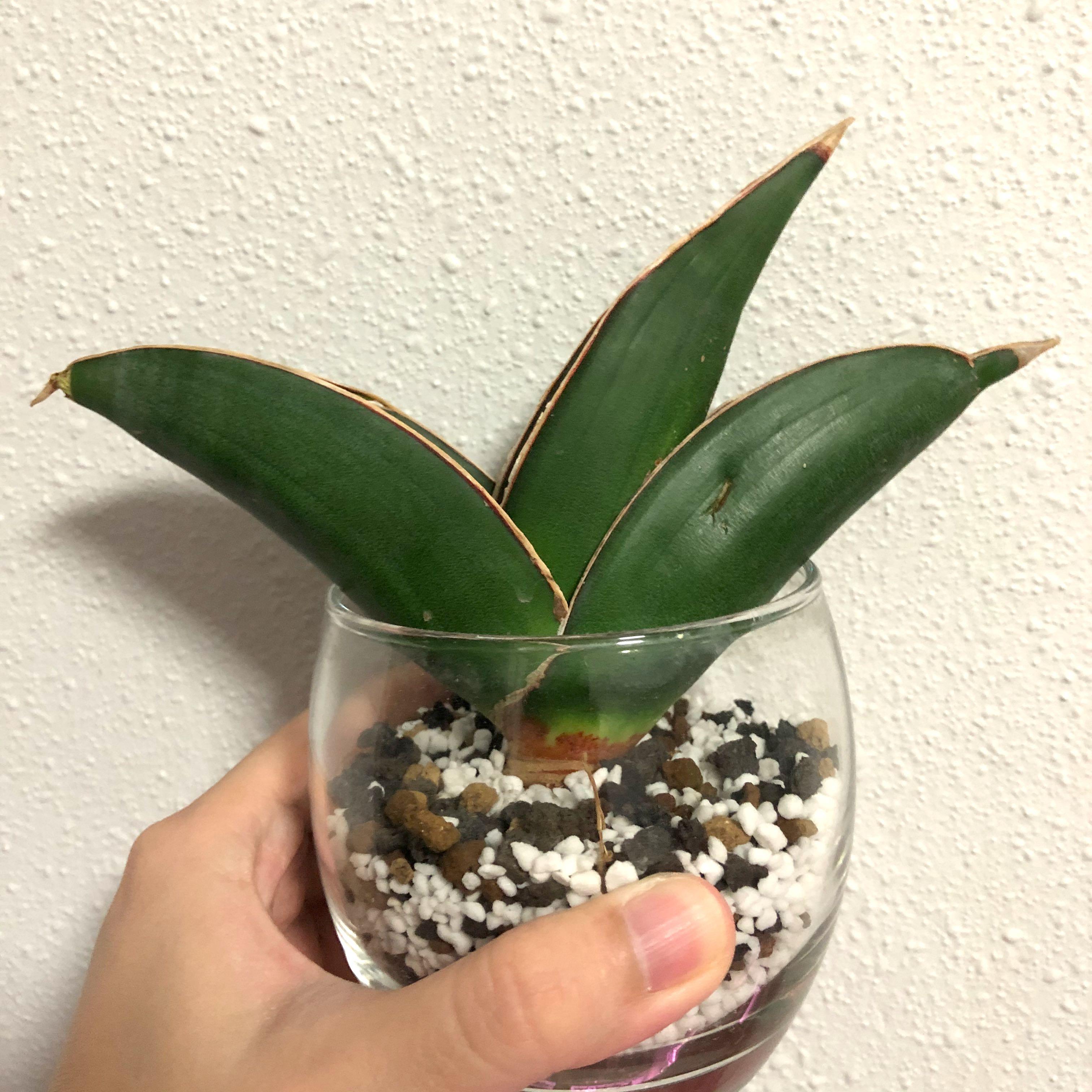 Rare Sansevieria Somalia Blue, Furniture & Home Living, Gardening ...